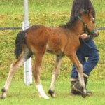 Munkholm Cobbergate – Connemara Pony Vereinigung e. V.